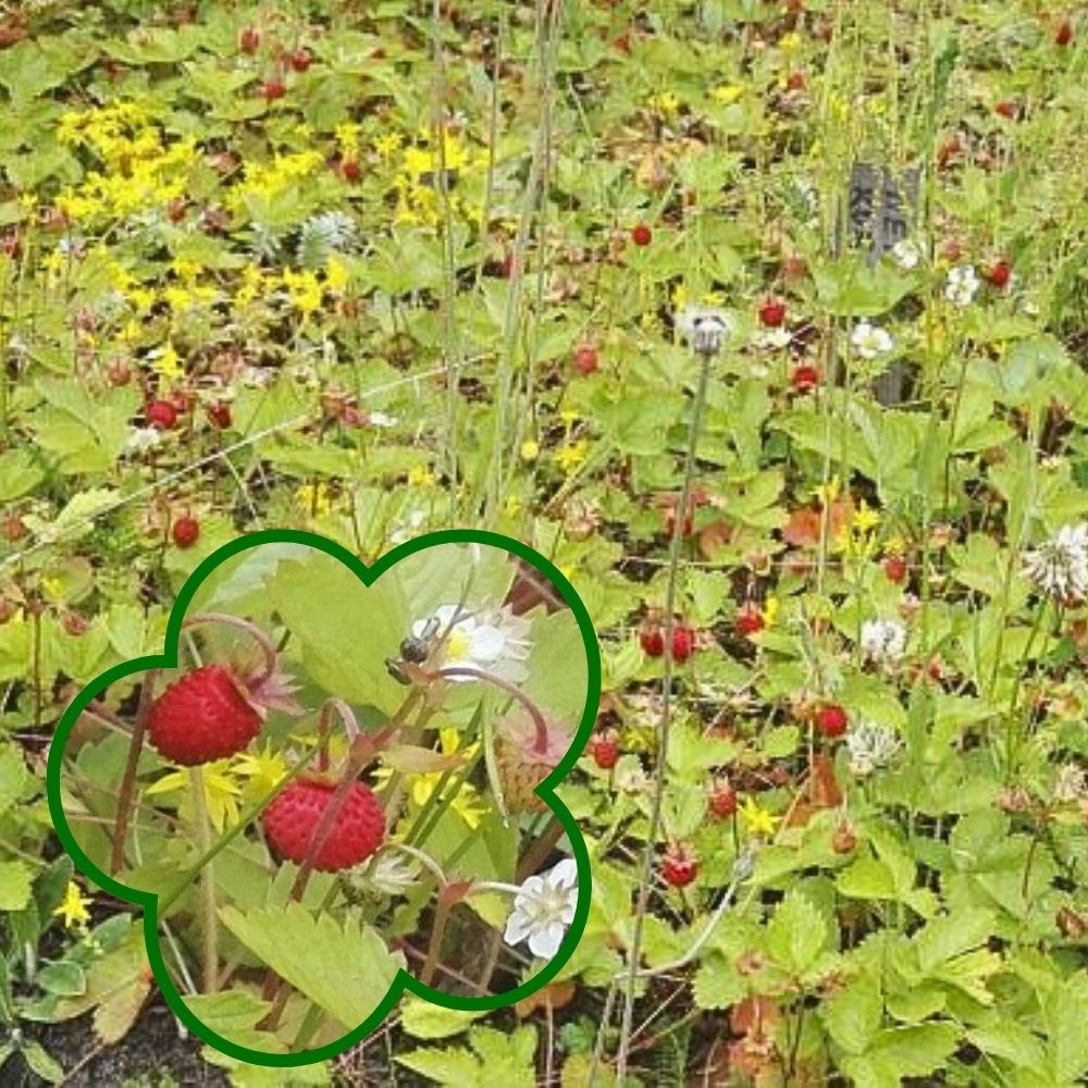 Ahomansikka jakotaimi – Fragaria vesca syötävä maanpeite